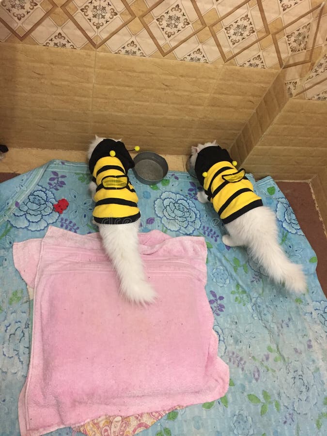 A pair of Persian Onagers stock photo. Image of tourist - 78881790