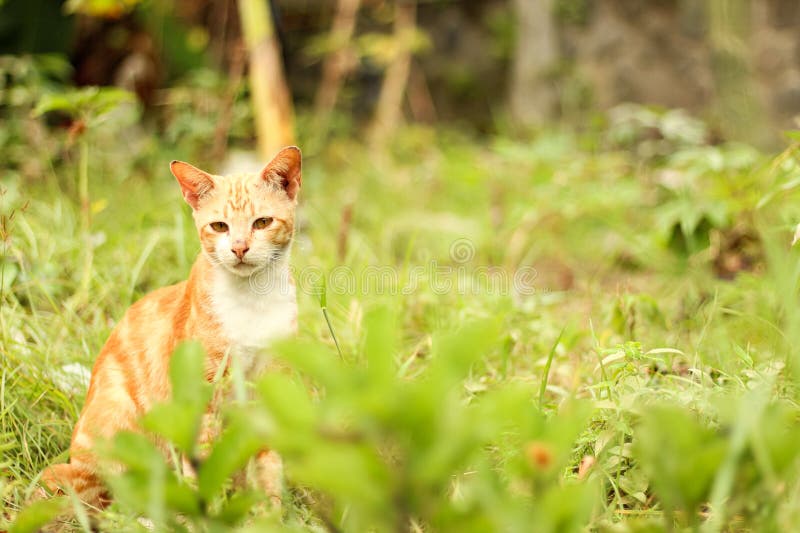 Cute Cats Playing in an Environment Filled with Grass and Plants. Stock ...