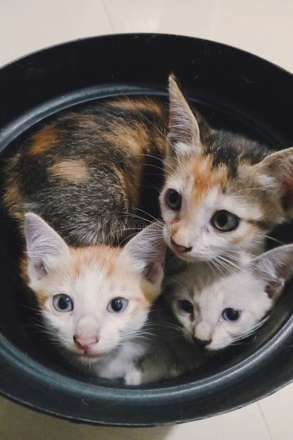 Cute cats in a pot stock photo. Image of expression - 379309006