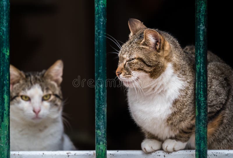 Cute cats of Kotor stock image. Image of grey, kitty - 114817025