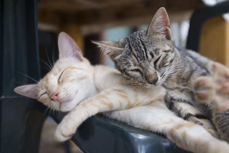 Cute Cats Sleeping Together Stock Image - Image of happy, relax: 140161481