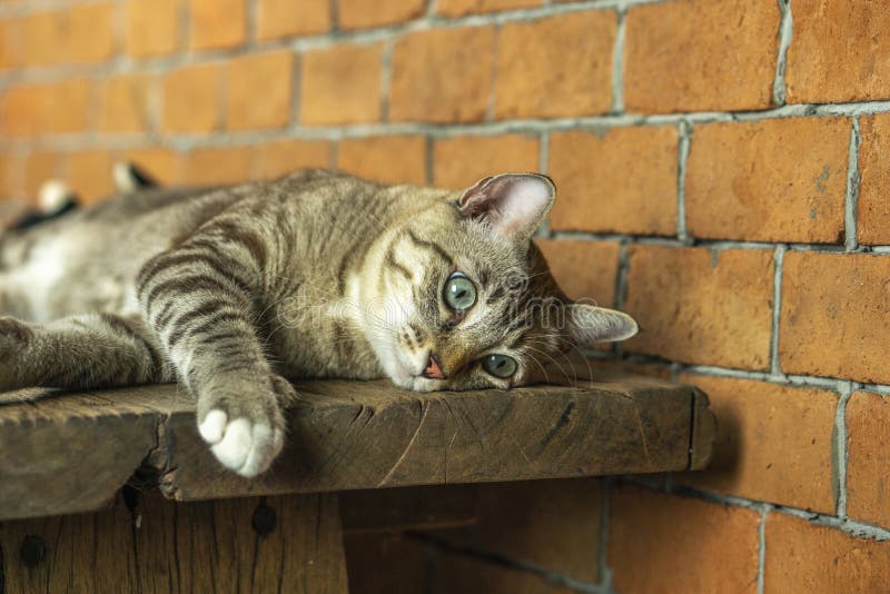 Cute Cats Staring at Something Stock Image - Image of lovely, black ...