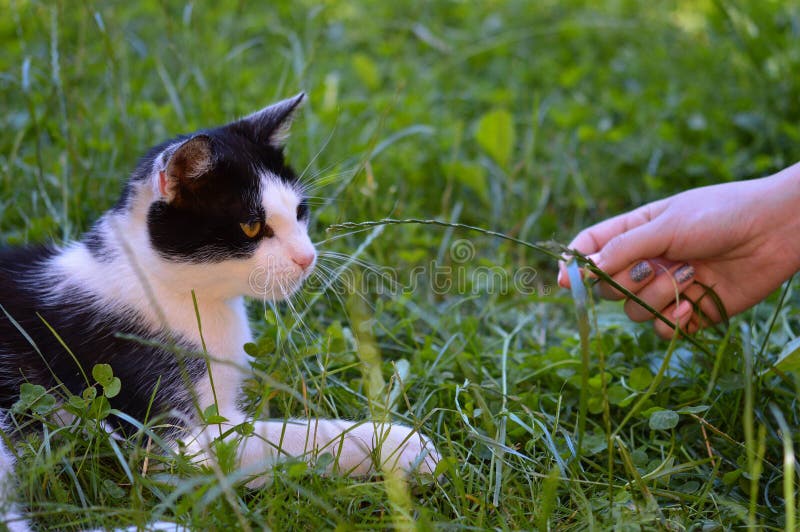 Cute cat outdoors stock image. Image of play, polish - 164216075