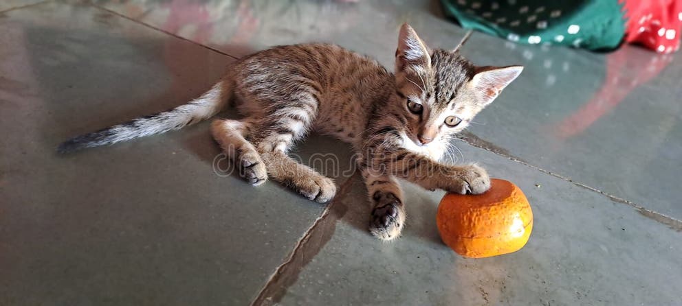 Cute Cattian Play with Boll Stock Photo - Image of play, cattian: 259965952