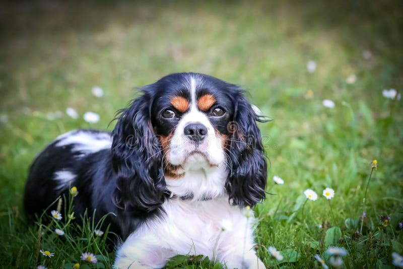 Cute Cavalier Dog in a Park Stock Image - Image of eyes, stare: 256328351