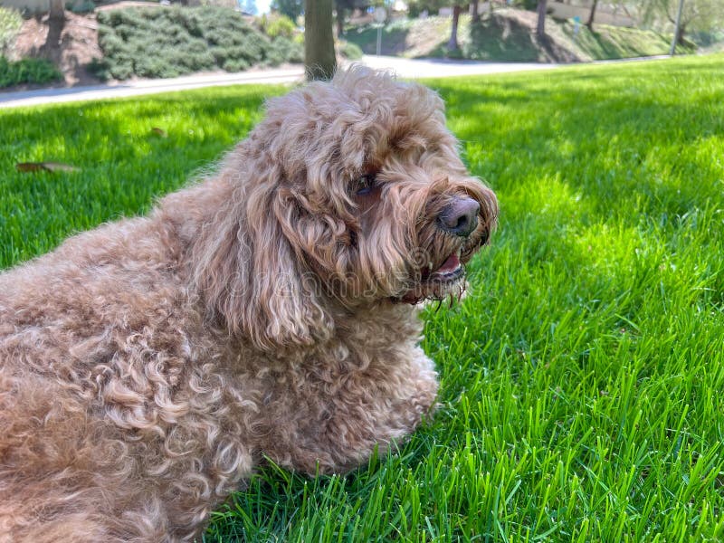 Cute Cavapoo Dog in a Park stock image. Image of breed - 273628345