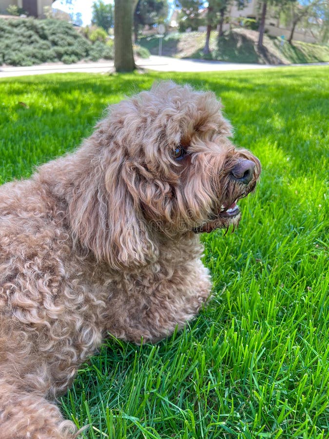 Cute Cavapoo Dog in a Park stock photo. Image of poodle - 273628360