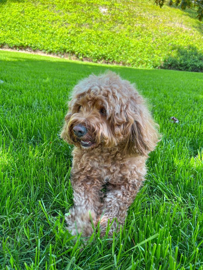 Cute Cavapoo Dog in a Park stock image. Image of closeup - 273628391