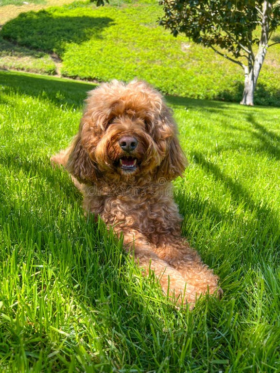 Cute Cavapoo Dog in a Park stock image. Image of domestic - 273628441