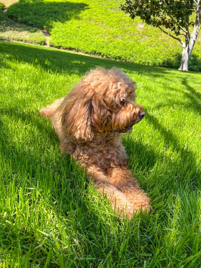 Cute Cavapoo Dog in a Park stock photo. Image of green - 273628472