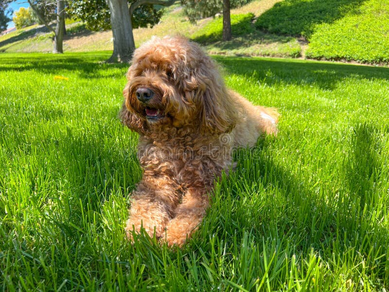 Cute Cavapoo Dog in a Park stock image. Image of mammal - 273628483