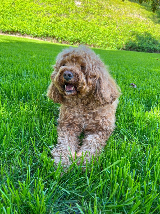 Cute Cavapoo Dog in a Park stock image. Image of adorable - 273628495