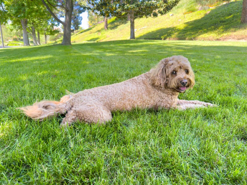 Cute Cavapoo Dog in a Park stock image. Image of grass - 321714107