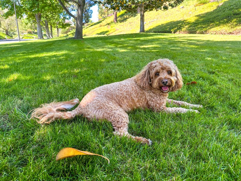 Cute Cavapoo Dog in a Park stock image. Image of cavapoo - 338300925