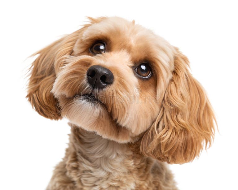 Cavapoo Isolated Stock Illustrations – 107 Cavapoo Isolated Stock ...