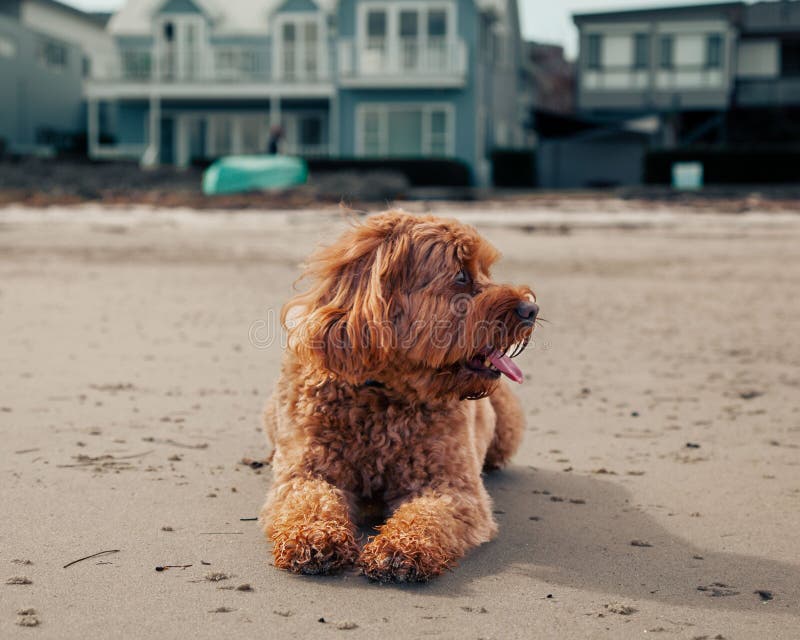 Cute Cavapoo Lying on the Beach Looking To the Side with Its Tongue Out ...