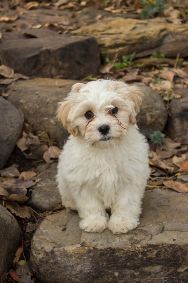 Cute cavapoochon puppy stock image. Image of sitting - 174009773