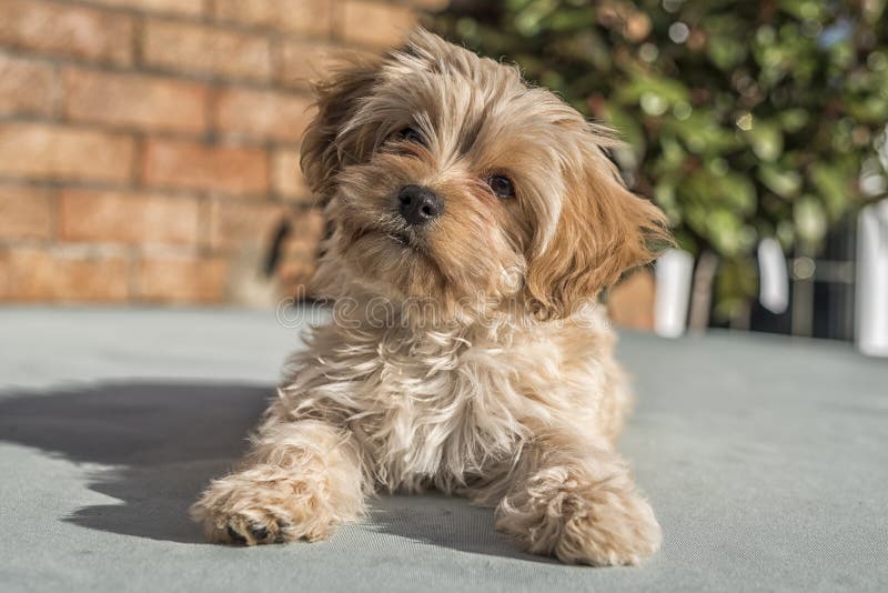Cute Cavapoochon Puppy, Looking at the Camera. the Picture Focuses on ...