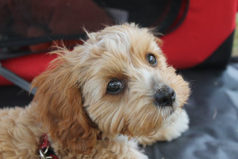 Cute Cavoodle Puppy Looking Stock Photo - Image of soft, gorgeous: 37584354