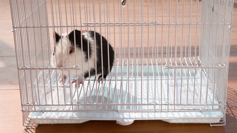 A cute cavy in cage stock footage. Video of animal, furry - 275486262