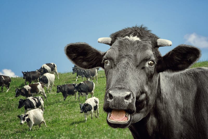 Cute Caw in the Farm. Selective Focus Stock Photo - Image of field ...