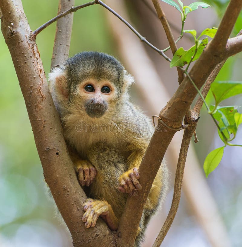 Cute Central American Squirrel Monkey on the Tree Branch Stock Image ...