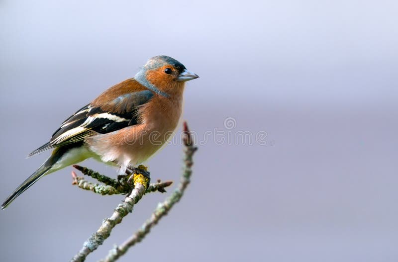Cute Chaffinch Bird on a Twig Stock Photo - Image of habitat, finch ...