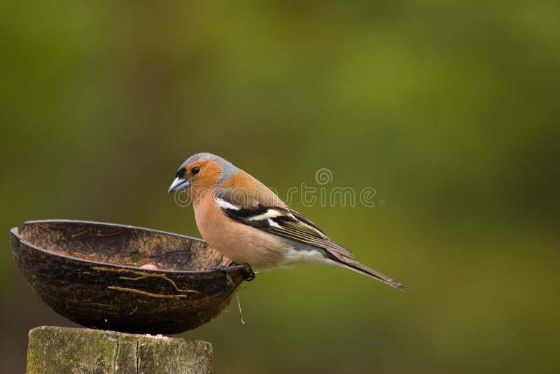 The Chaffinch stock image. Image of balancing, claw, birdlife - 106195