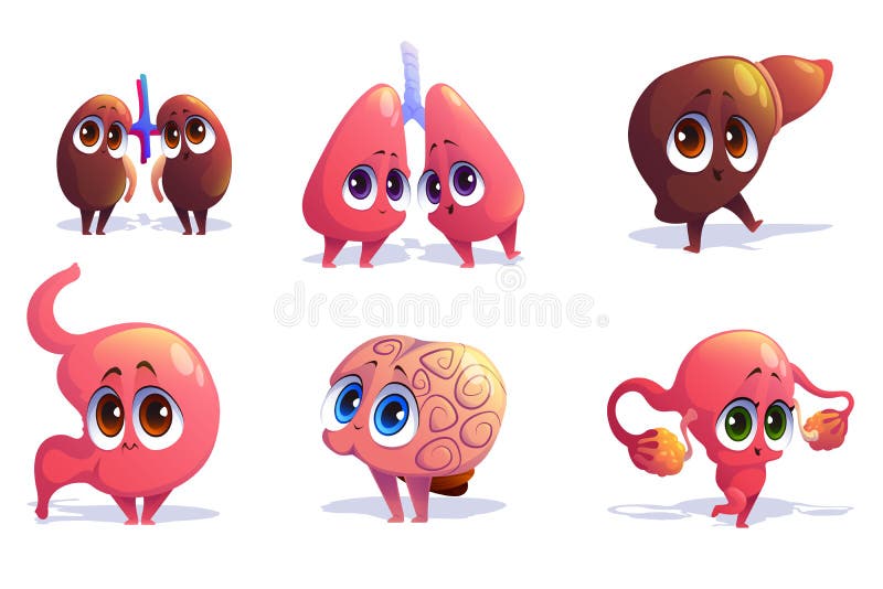 Posters with Uterus, Stomach, Kidneys and Bladder Stock Vector ...