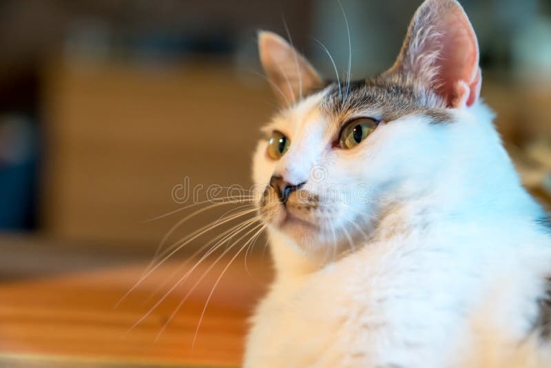 Cute and charming cat stock photo. Image of fluffy, cute - 124773950