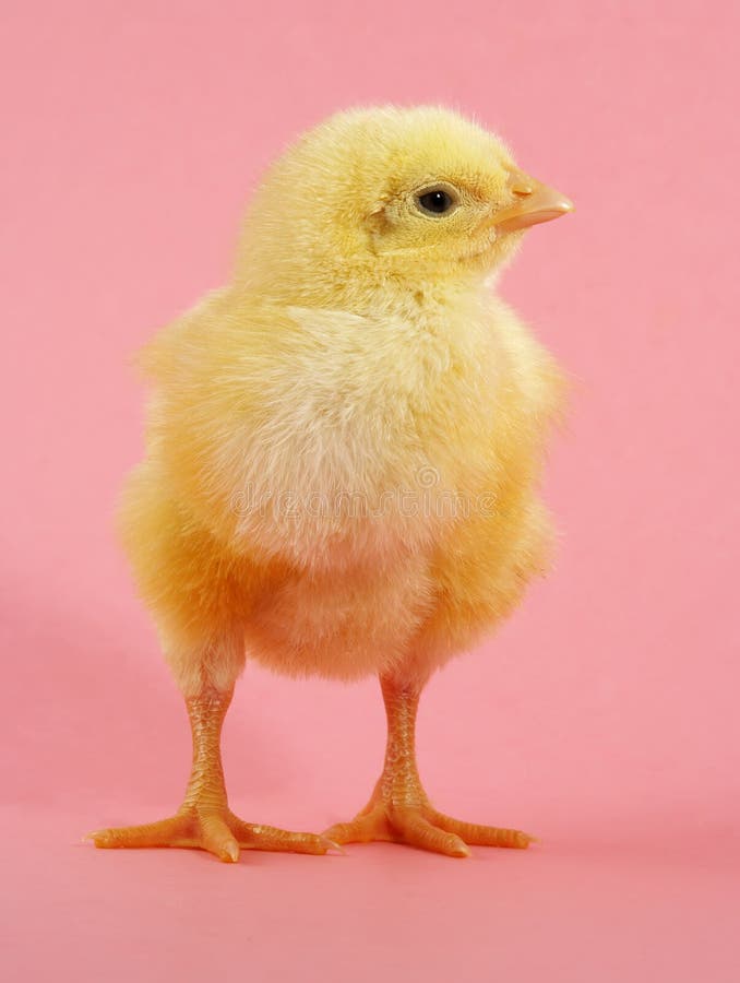 Cute chick stock image. Image of isolated, farm, pink - 10196001