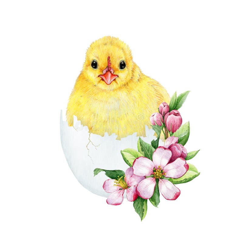 Cute Chick in Cracked Egg Shell with Spring Flower Easter Decor ...