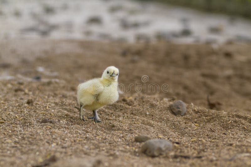 Cute chick stock image. Image of wildlife, animalmood - 91239299