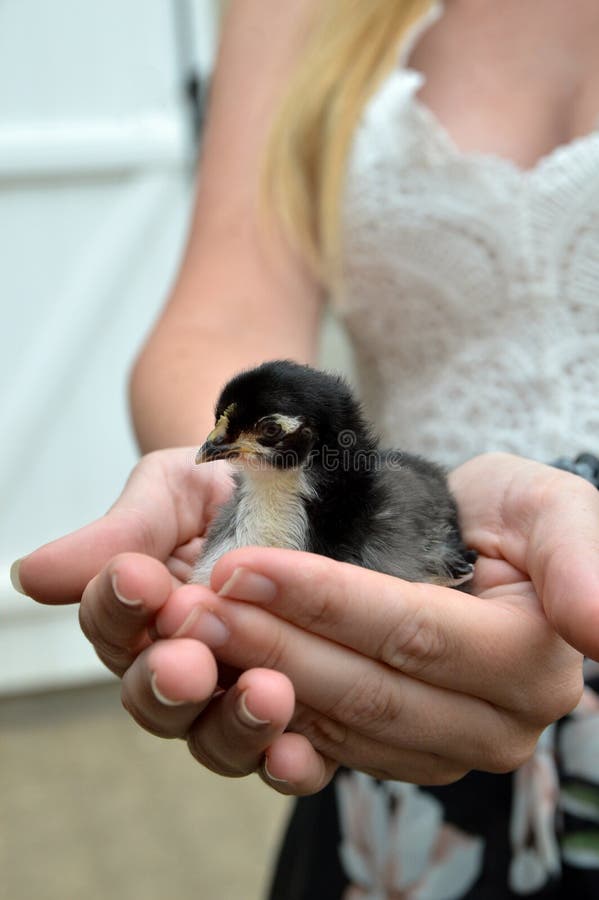 Cute chick in hands stock image. Image of feathers, laying - 197585577