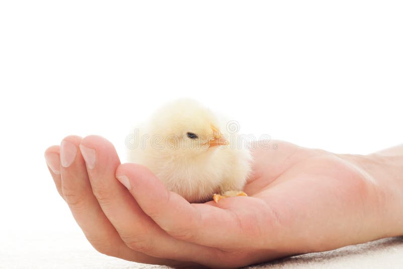 Cute chick stock image. Image of cute, yellow, hand, fluffy - 40889115