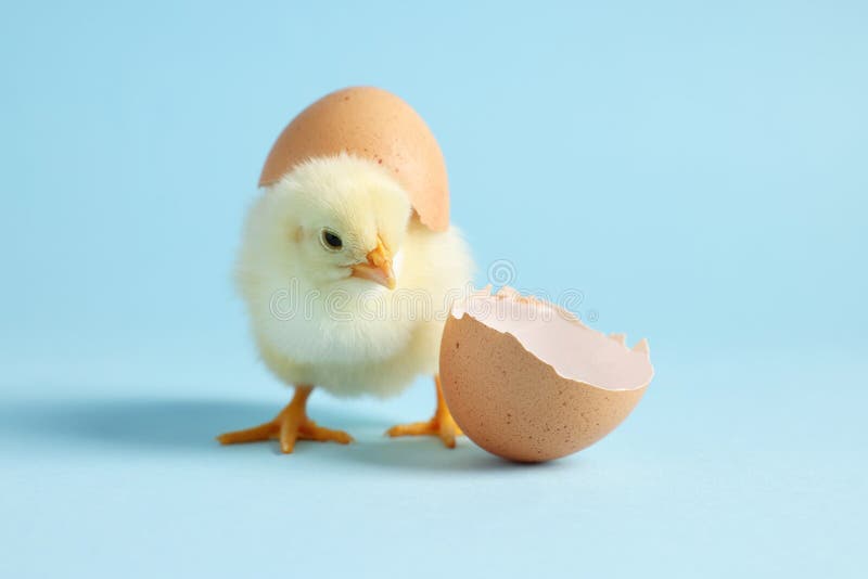 Cute Chick and Pieces of Eggshell on Light Blue Background, Closeup ...