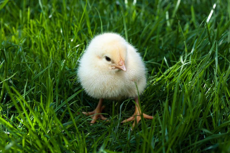 Cute Chick Standing on Grass Stock Image - Image of attractive ...