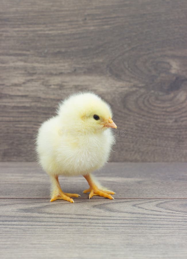 Cute chick stock photo. Image of fluffy, birds, poultry - 42794070