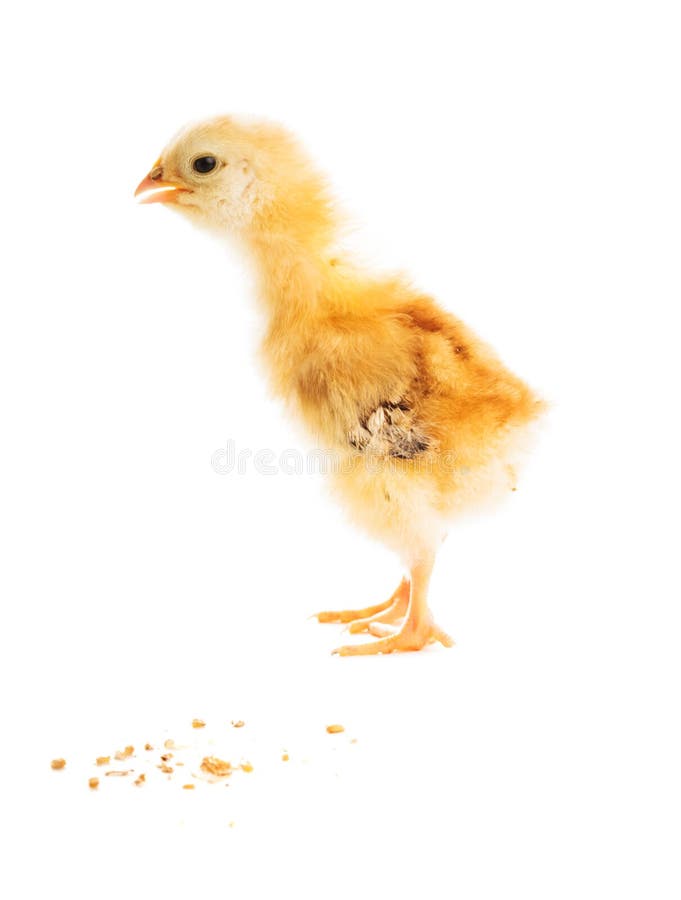 Cute chick stock photo. Image of baby, background, fluffy - 51799914