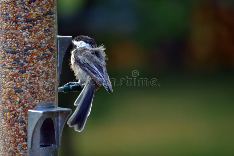 Chickadee Bird Close Up stock photo. Image of perch, birds - 26270966