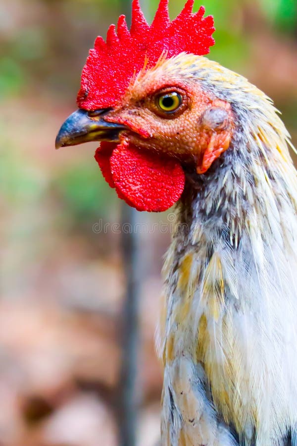 Portrait of a chicken face stock image. Image of dslr - 211122947