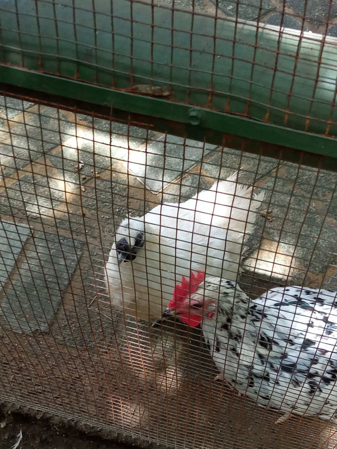 Cute Chicken Cute Female Male Cool Stock Photo - Image of female, cute ...