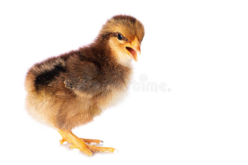 1,072 Chicken Open Beak Stock Photos - Free & Royalty-Free Stock Photos ...