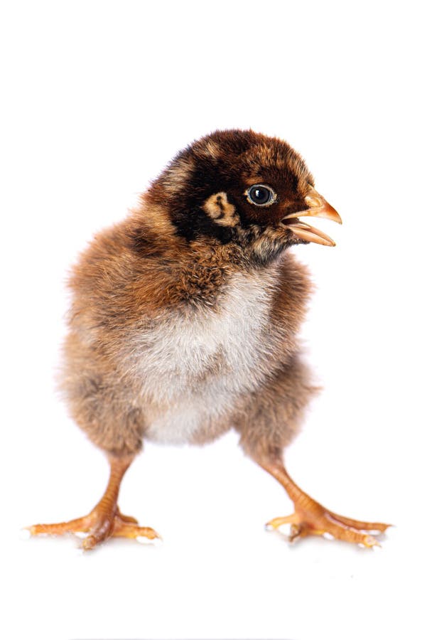 Cute Chicken Isolated on White Background Stock Image - Image of little ...