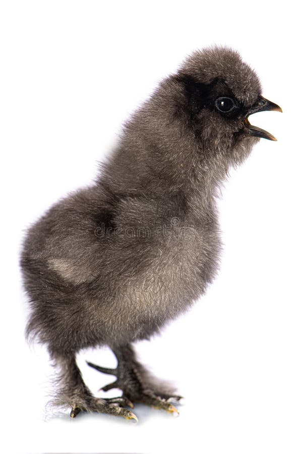 Cute Chicken Isolated on White Background Stock Image - Image of little ...