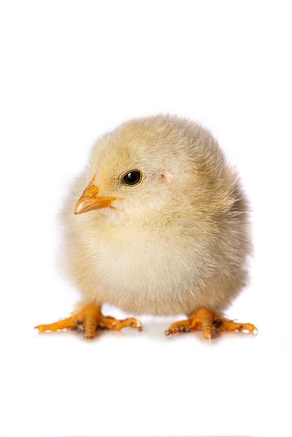 Cute Chicken Isolated on White Background Stock Image - Image of little ...