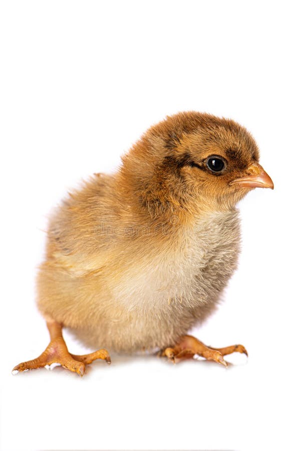 Cute Chicken Isolated on White Background Stock Image - Image of little ...