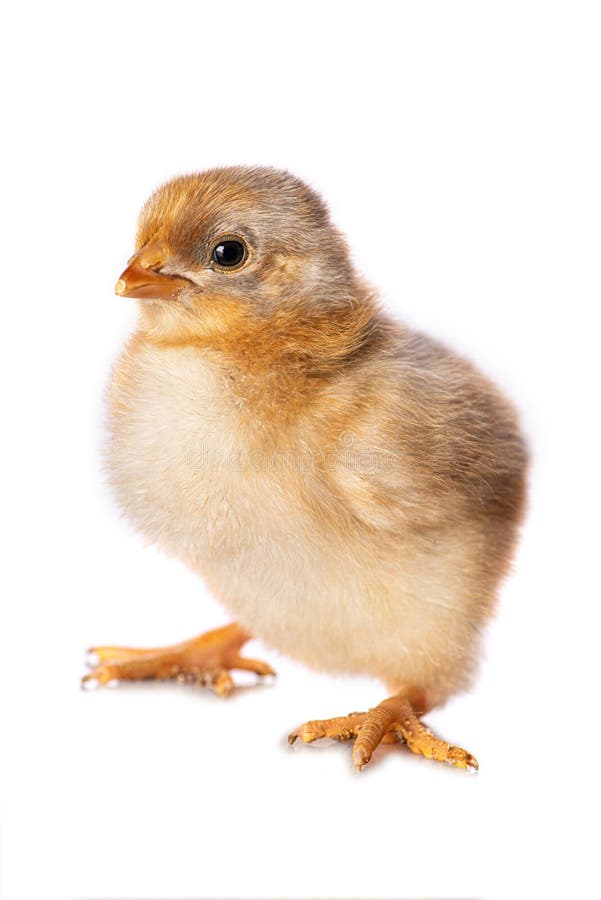 Cute Chicken Isolated on White Background Stock Image - Image of little ...