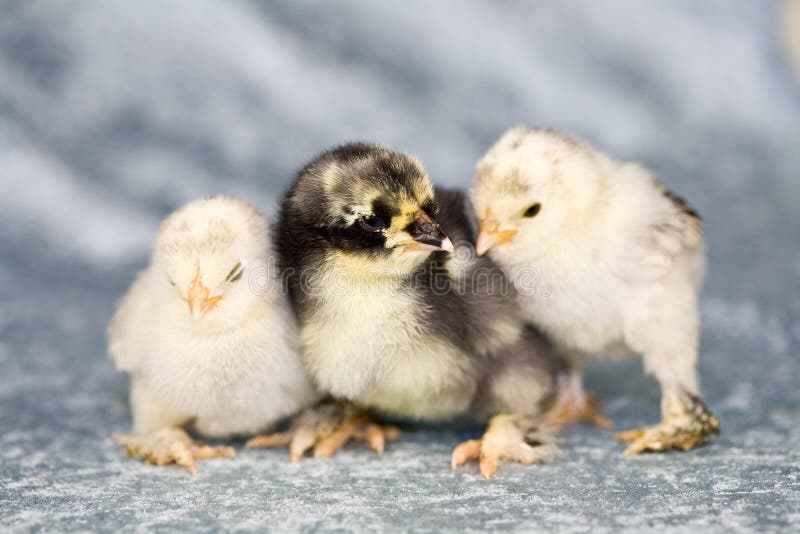 Cute chickens stock image. Image of three, chickens, small - 4635025