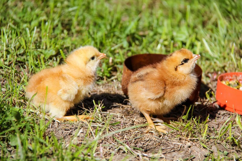Cute Chickens Freshly Hatched. Spring Chicks Stock Photo - Image of ...